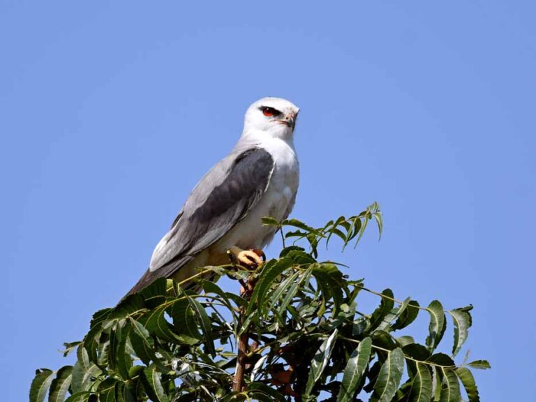 Home - Padamdungari Eco Tourism Center