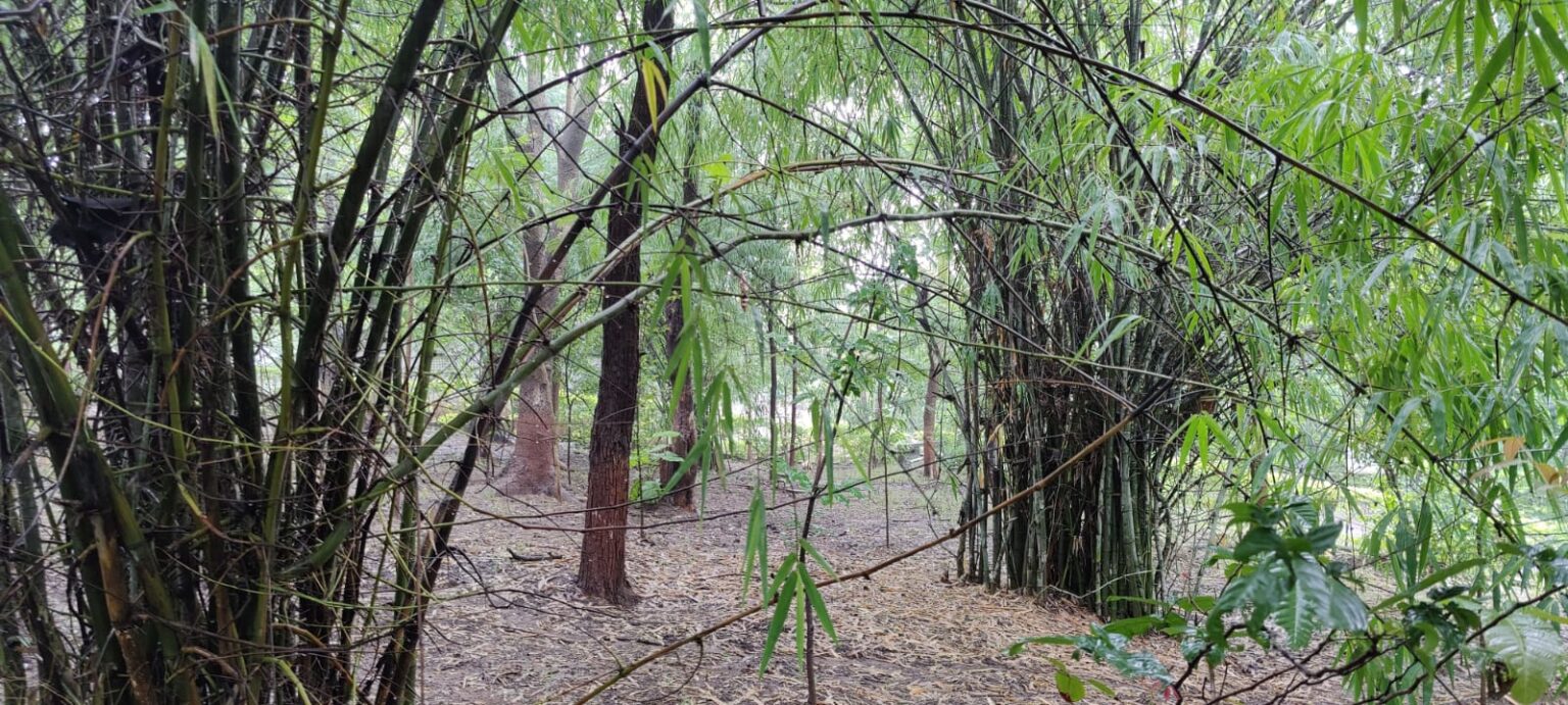 About Us - Padamdungari Eco Tourism Center